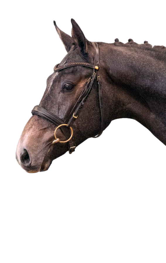 Stallions - EU Hengststation Sven Völz