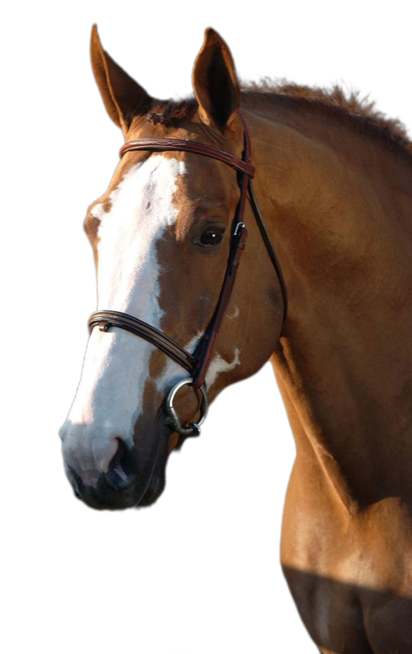 Stallions - EU Hengststation Sven Völz